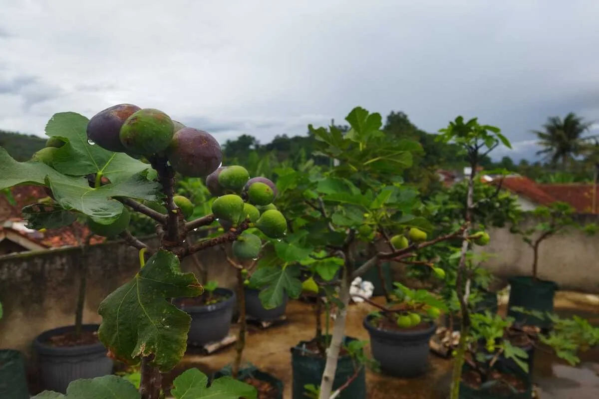 Pembibitan Buah Tin di Garut Berhasil Dijual ke Seluruh Indonesia ...