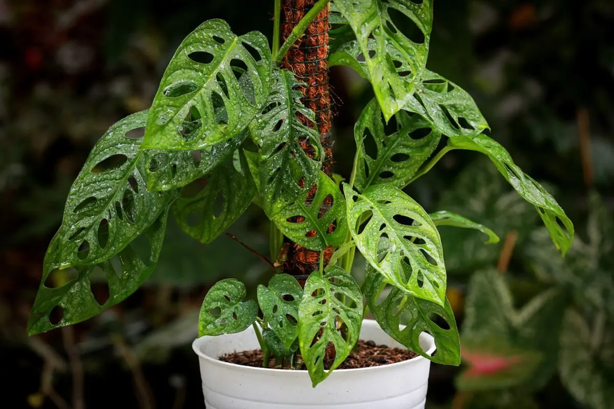 Tips Merawat Janda Bolong agar Tumbuh Subur dan Sehat – Radar Garut