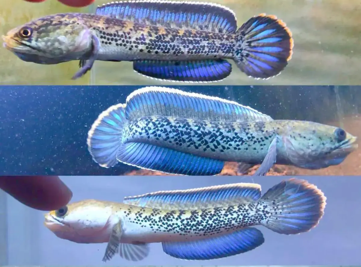 Warna Ikan Channa Mendadak Pudar? Ini 5 Penyebab Tersembunyi dan Cara ...