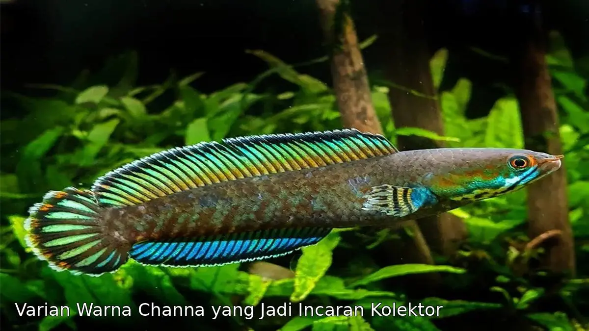 Ikan Channa dengan Warna Tercantik: Kolektor Rela Bayar Mahal Demi ...
