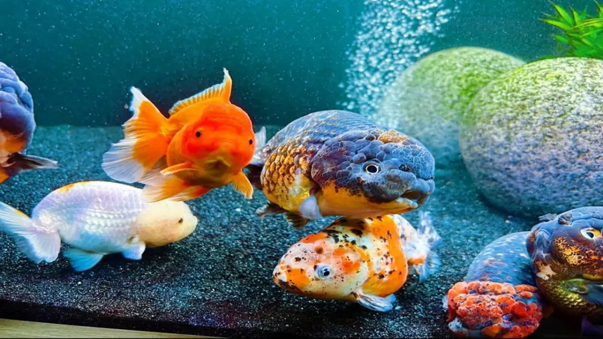 Jenis-Jenis Ikan Mas Koki dan Ciri Khasnya – Radar Garut