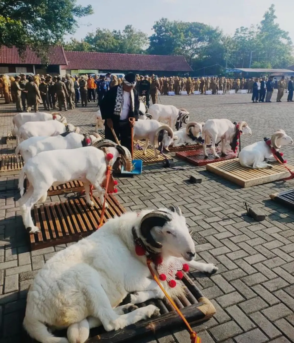 Domba Garut Borong Prestasi di Kontes Piala Presiden 2025, Harganya ...